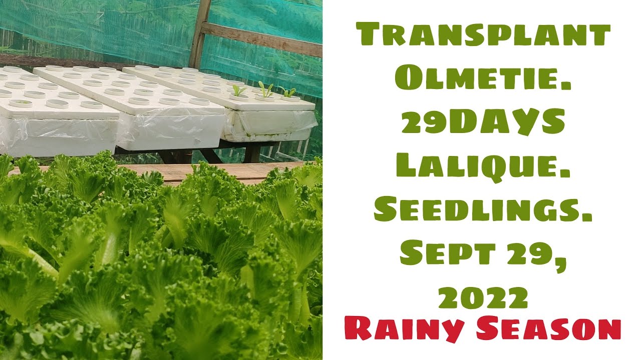 Transplant Olmetie Lettuce, 29Days Lalique and Seedlings. September 29 ...