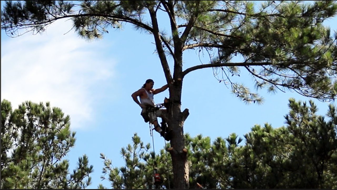 BACK YARD PROJECT BEGINS - CUTTING DOWN TREES - YouTube