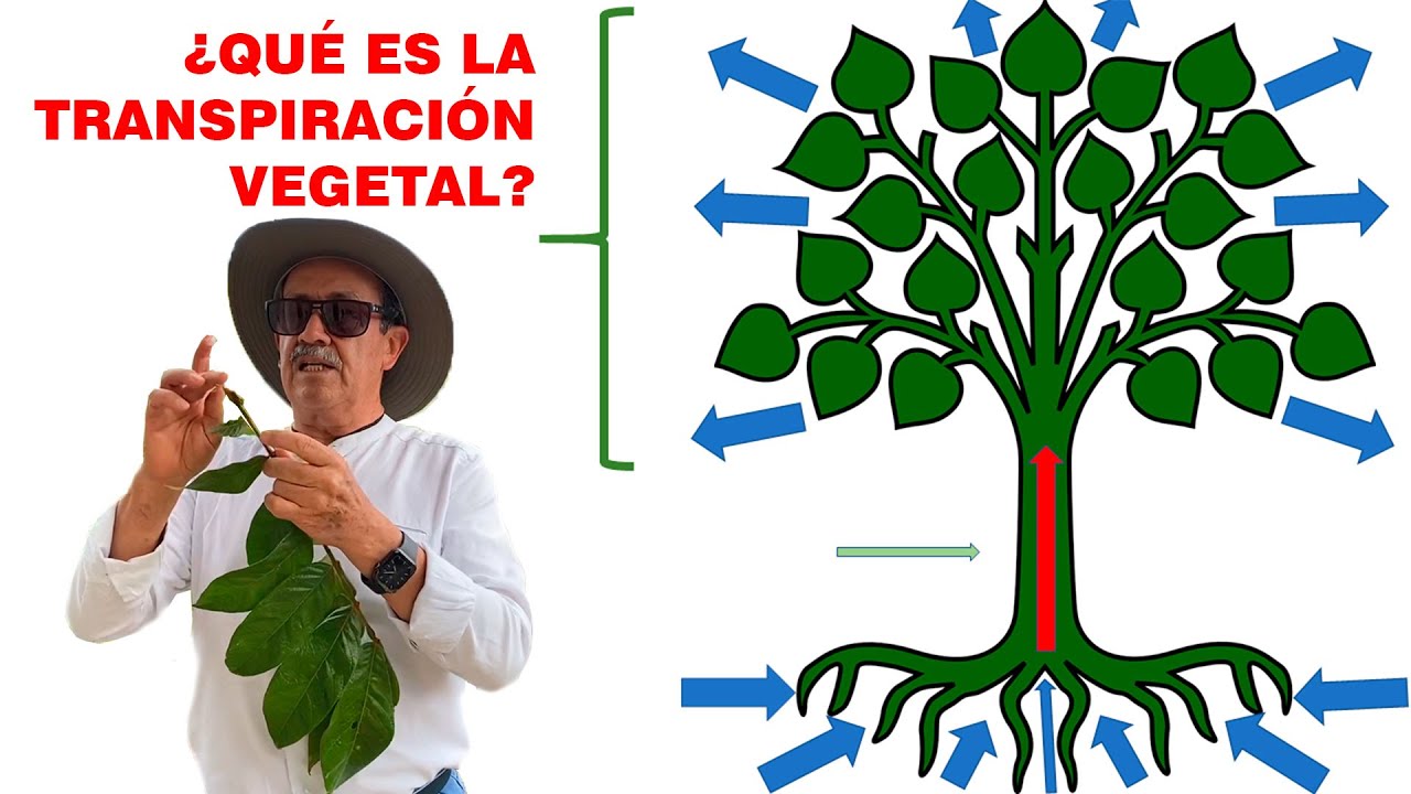 ¿QUÉ ES LA TRANSPIRACIÓN VEGETAL? - YouTube