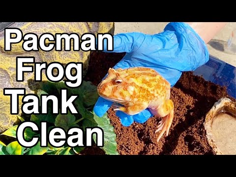 Pacman Frog Tank Clean & Setup