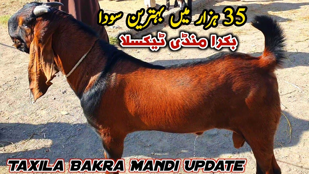 Today Taxila Bakra Mandi Latest Update 1 November 2024 | Qurbani Bakra ...