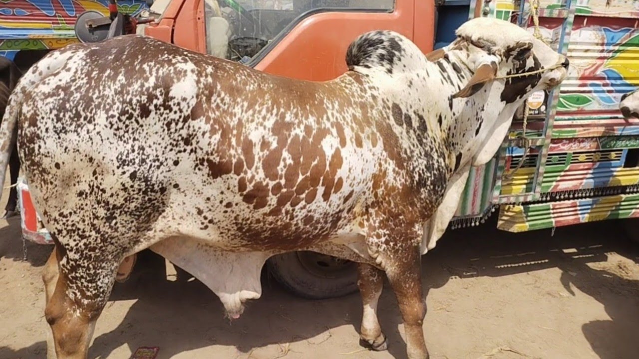 Animals Multan Mandi Farming 2024 - YouTube