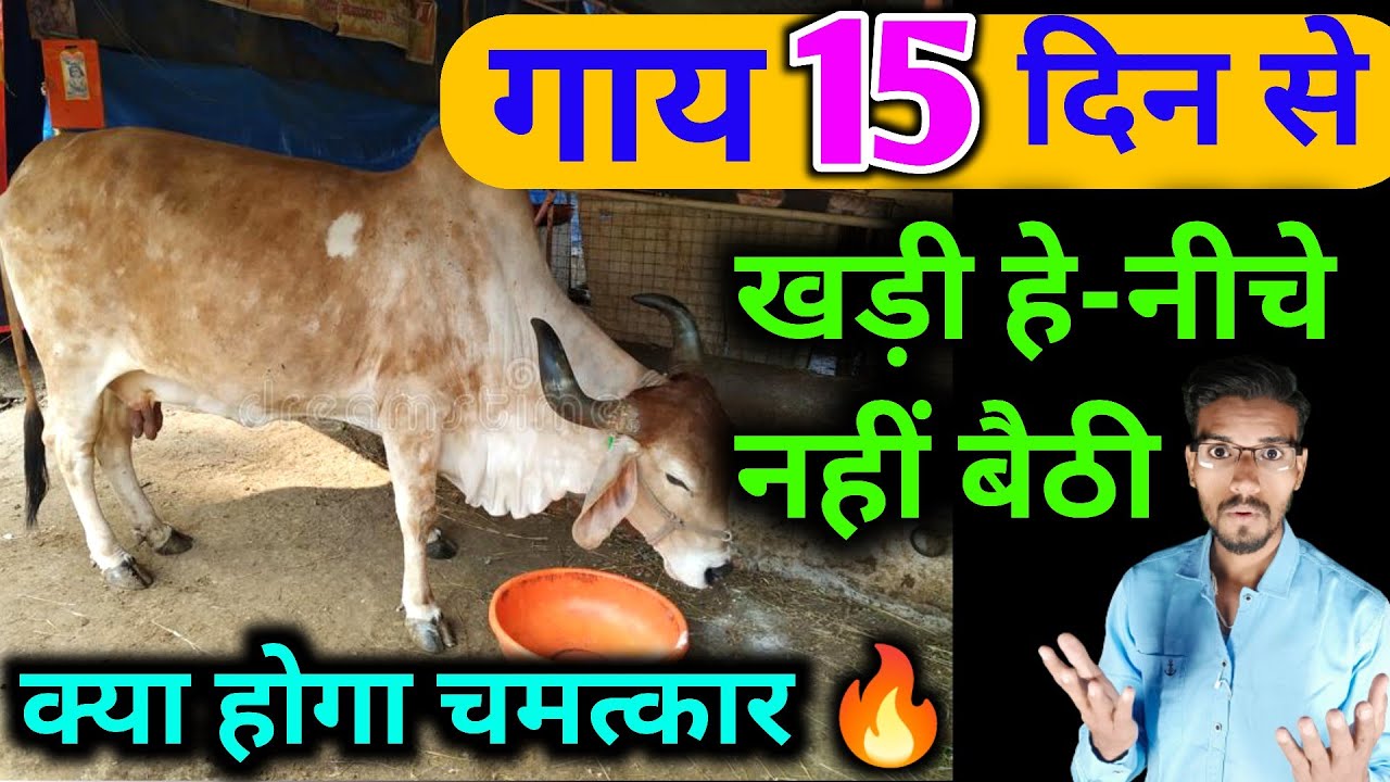 15 दिन से गाय खड़ी हे नीचे नहीं बैठ रही ! Dehydration in cattle/Surra ...