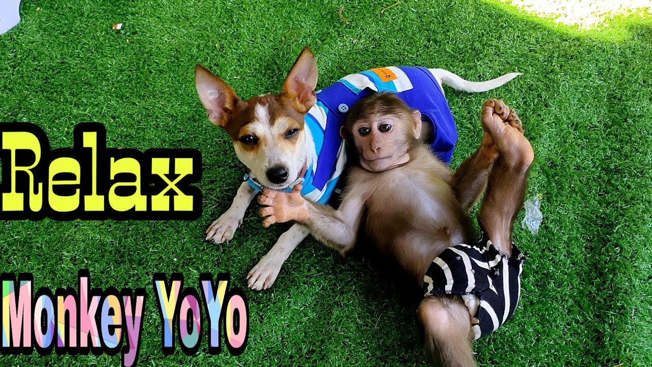 Monkey YoYo JR relaxes with Milk dog | Monkey Baby YoYo - YouTube