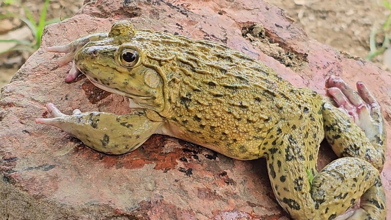 ADOBONG PALAKANG TUNAY | PAGKAING BUKID | OUTDOOR COOKING |Team ...