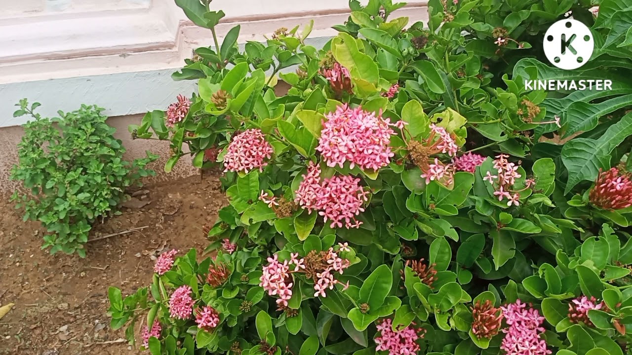penchalakona water falls root map, penchalakona forest, penchalakona ...