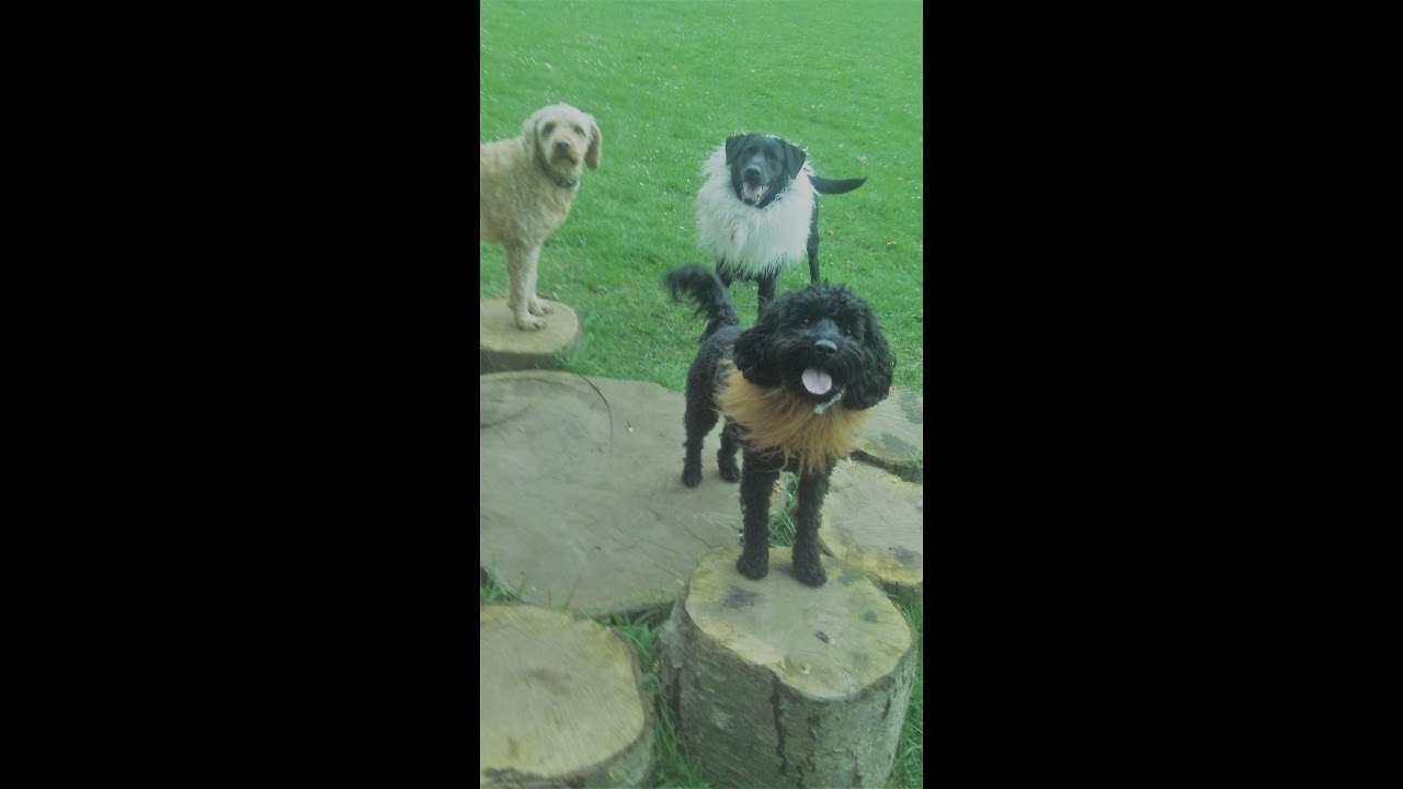 Gus Cavapoo with Digby, Luna & Maizey. - YouTube
