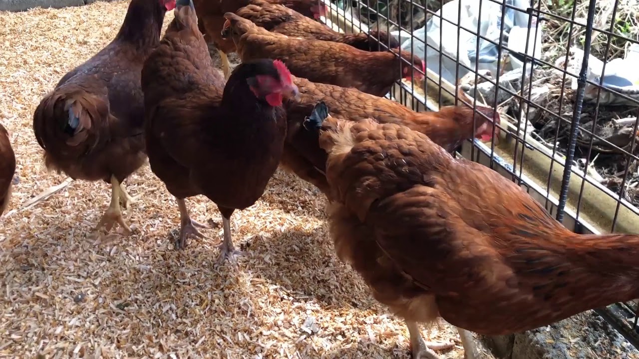 chicken coop bahay ng manok philippines automatic drinker automatic egg ...