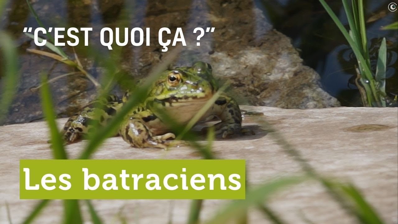 C’EST QUOI ÇA, les batraciens ? - YouTube