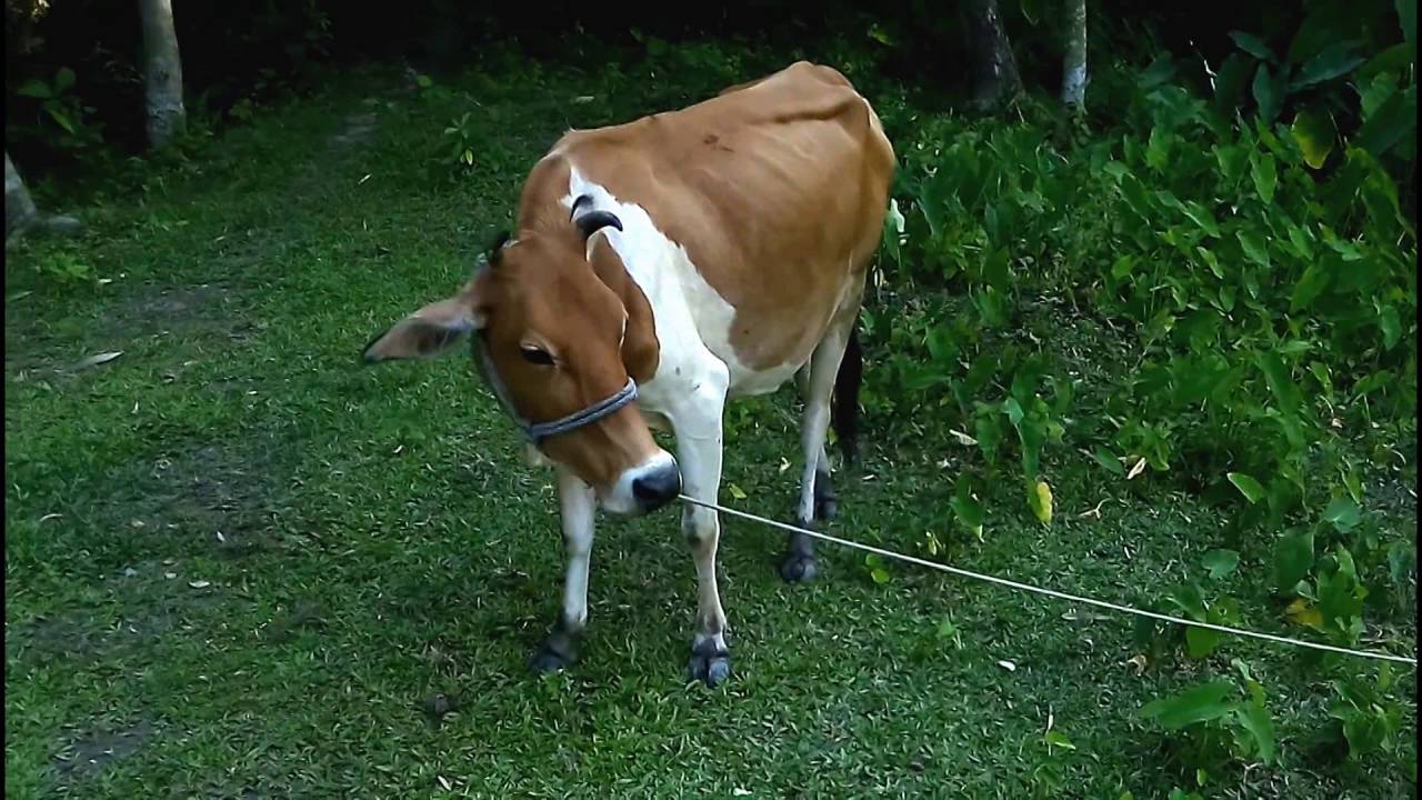 Bhandaria tour 03-05-2016 - YouTube