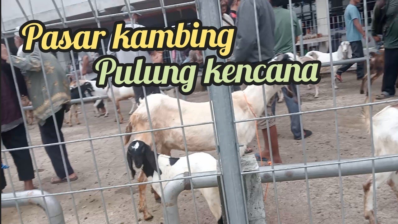 PASAR KAMBING PULUNG KENCANA(TUBABA) - YouTube