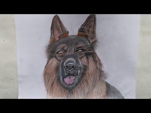 Rəsm - İt Necə Çəkilir - How to Draw Dog