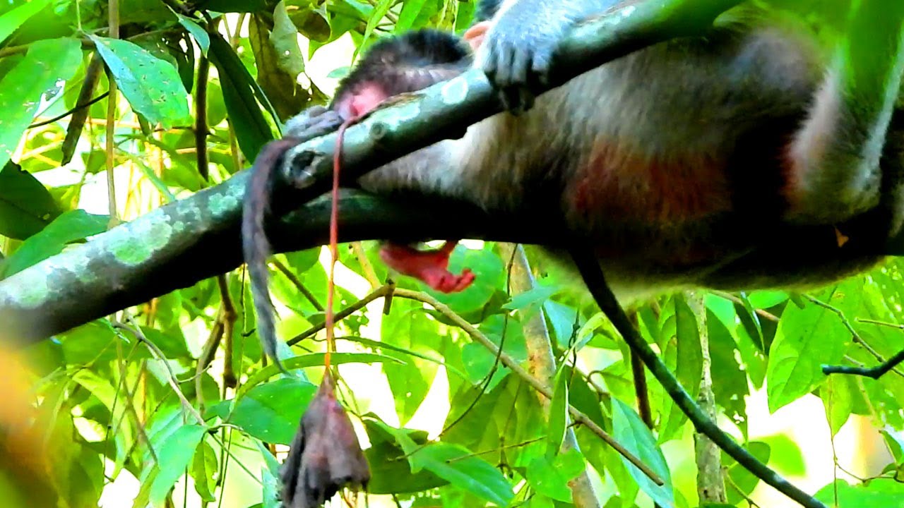 MG! how can monkey remove long umbilical cord from newborn baby - YouTube