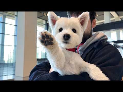 베를린 웨스티 한국 가다 | 근데 집사를 곁들인 25시간 귀국기🇩🇪✈️🇰🇷