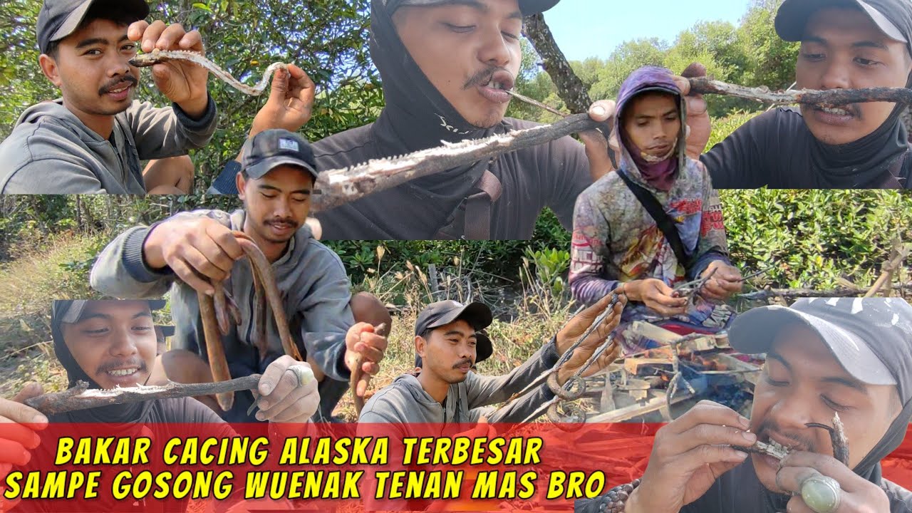 CACING ALASKA MIRIP BELUT DI BAKAR SAMPE GOSONG😱 - YouTube