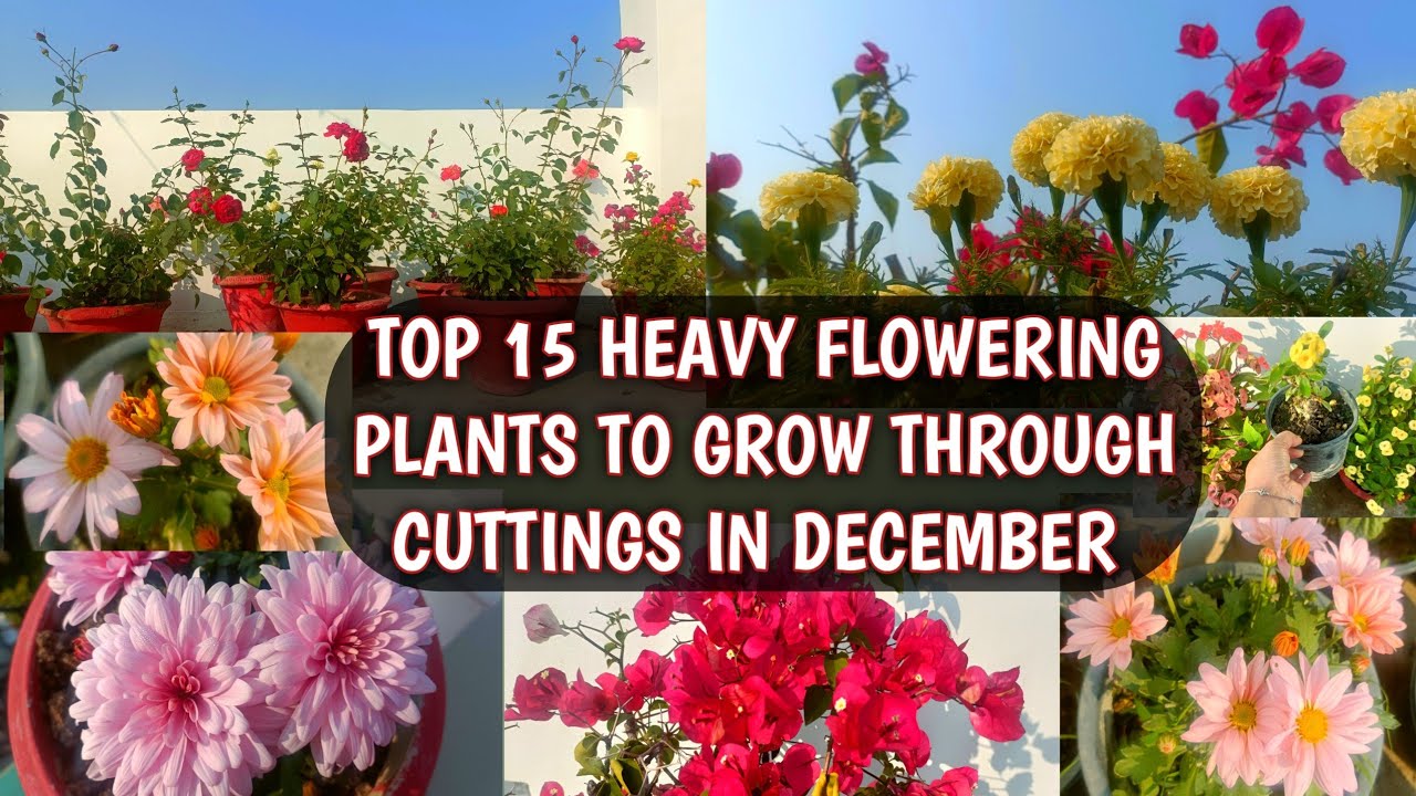 TOP 15 HEAVY FLOWERING PLANTS TO GROW THROUGH CUTTINGS IN DECEMBER ...