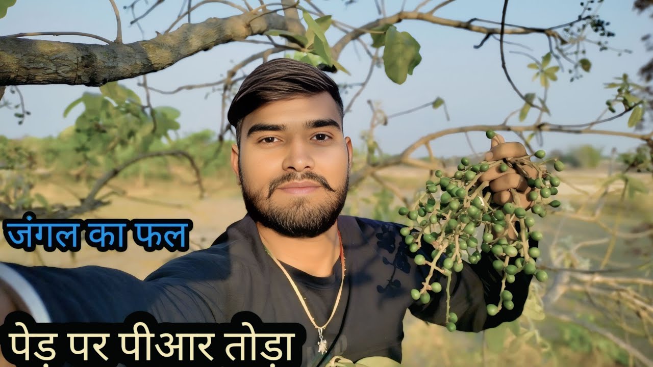 Jangal Ka Phal Piyar Tod Diya 🙄 | पेड़ पर चढ़ कर पीआर तोड़ दिया - YouTube