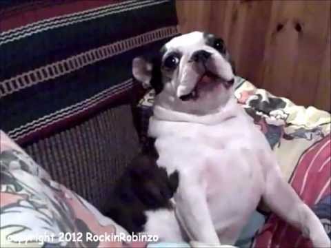 OMG! BostonTerrier Mackie is a CRAZY Chatterbox talking dog! FUNNY ...
