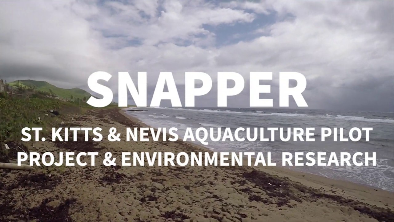 The SNAPPER Film - YouTube