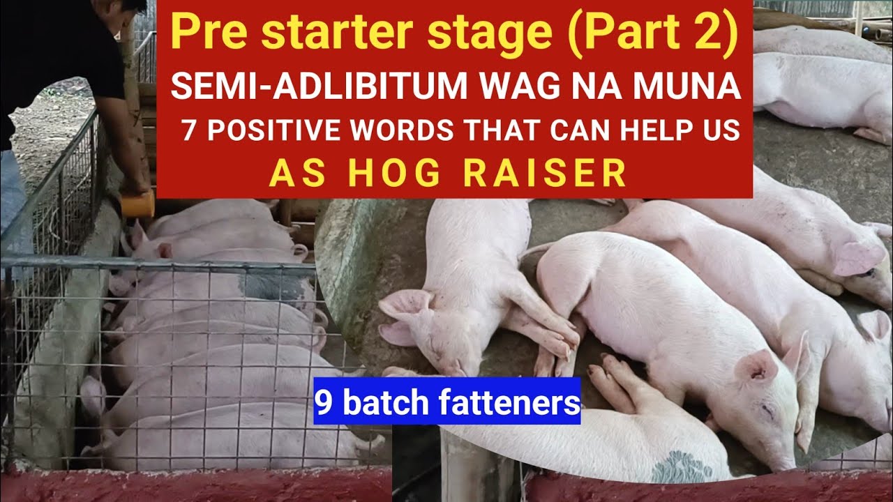 Pre starter stage (Part 2) Semi-adlibitum Wag na muna l Dodong Villaran ...