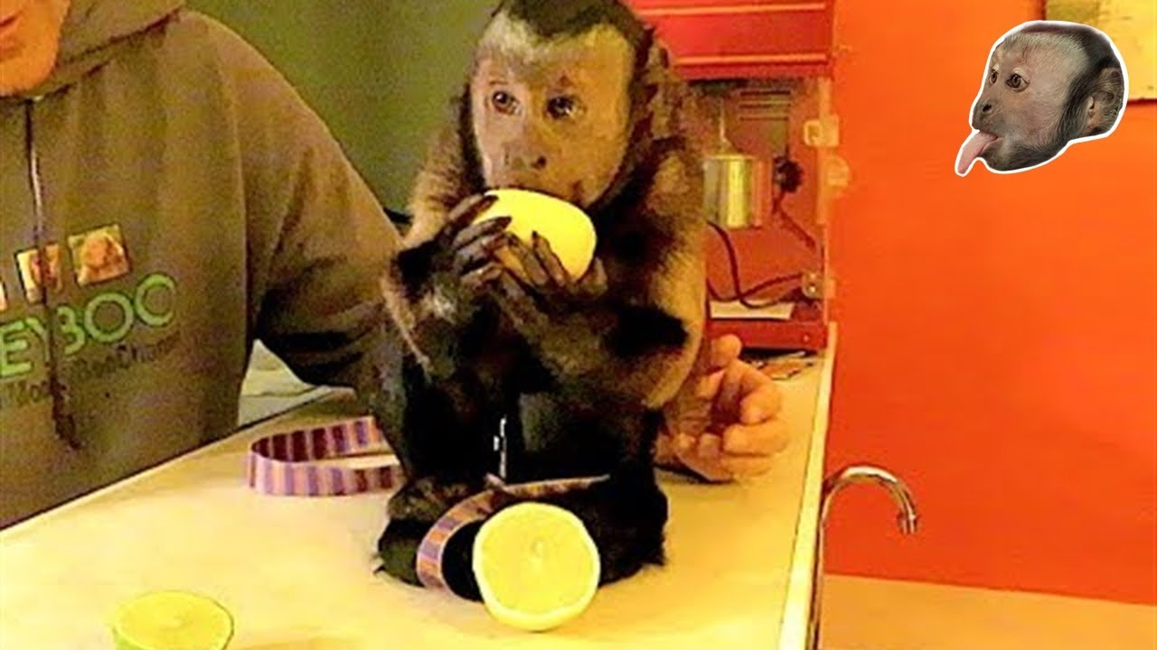 Monkey Lemon Lime FUN! - YouTube