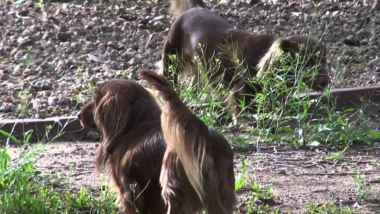 Sony CX760v Active Steadi-Cam Tests - YouTube