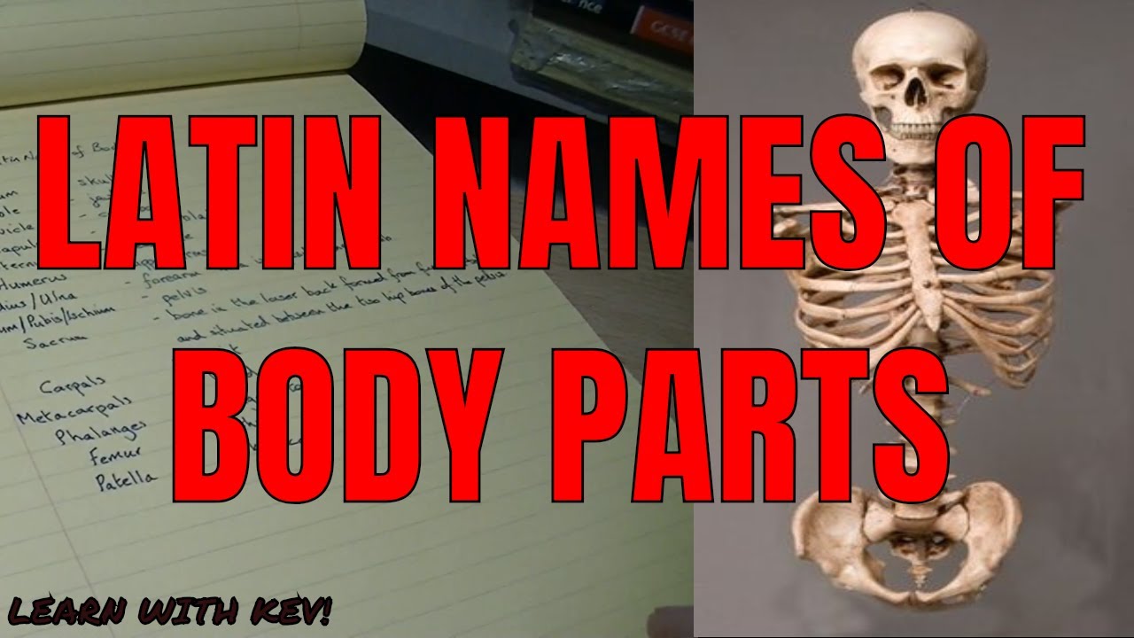 [ASMR] Latin/English Parts of the Body (Learn With Kev!) - YouTube