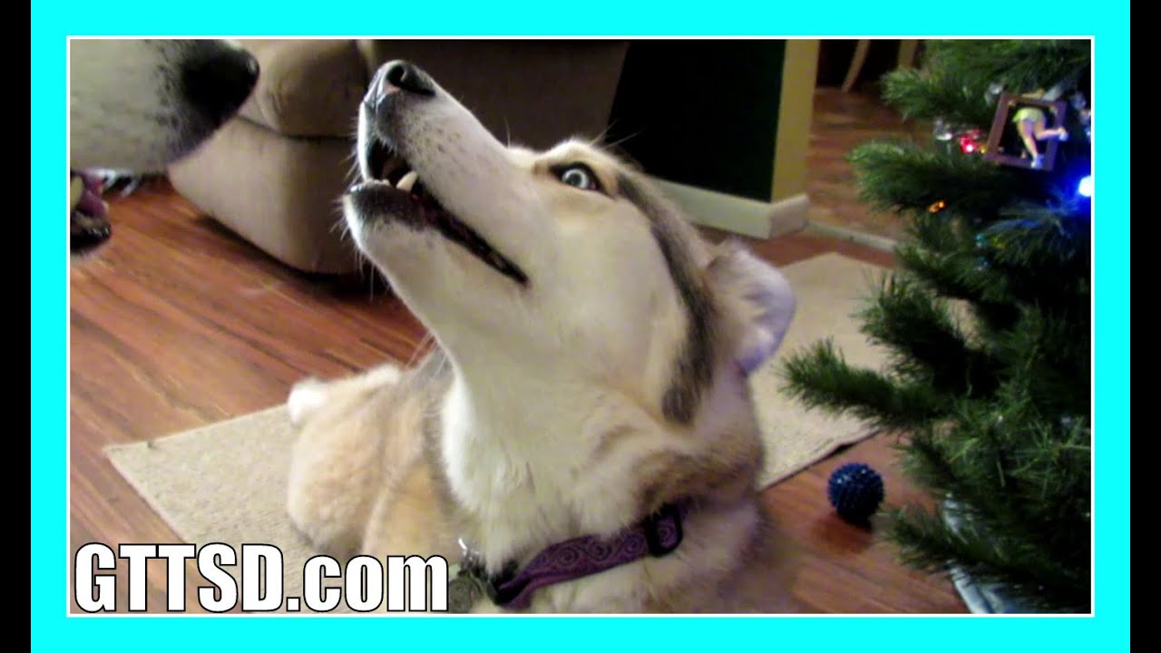 Siberian Husky Howl Duet Singing Howling Huskies *Snow Dog Short 36 ...