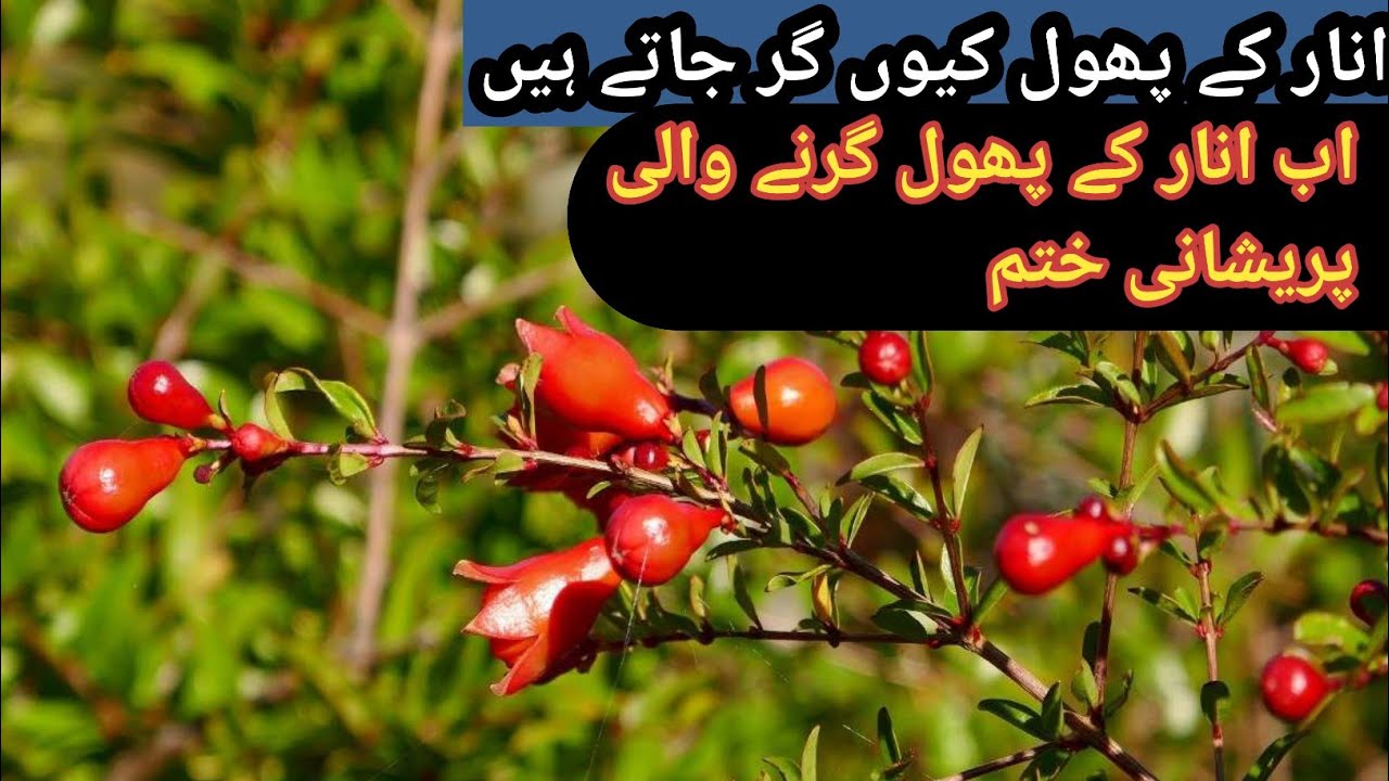 انار کے پھول کیوں گر جاتے ہیں| Anar k phool Q girl jaty hyn| - YouTube