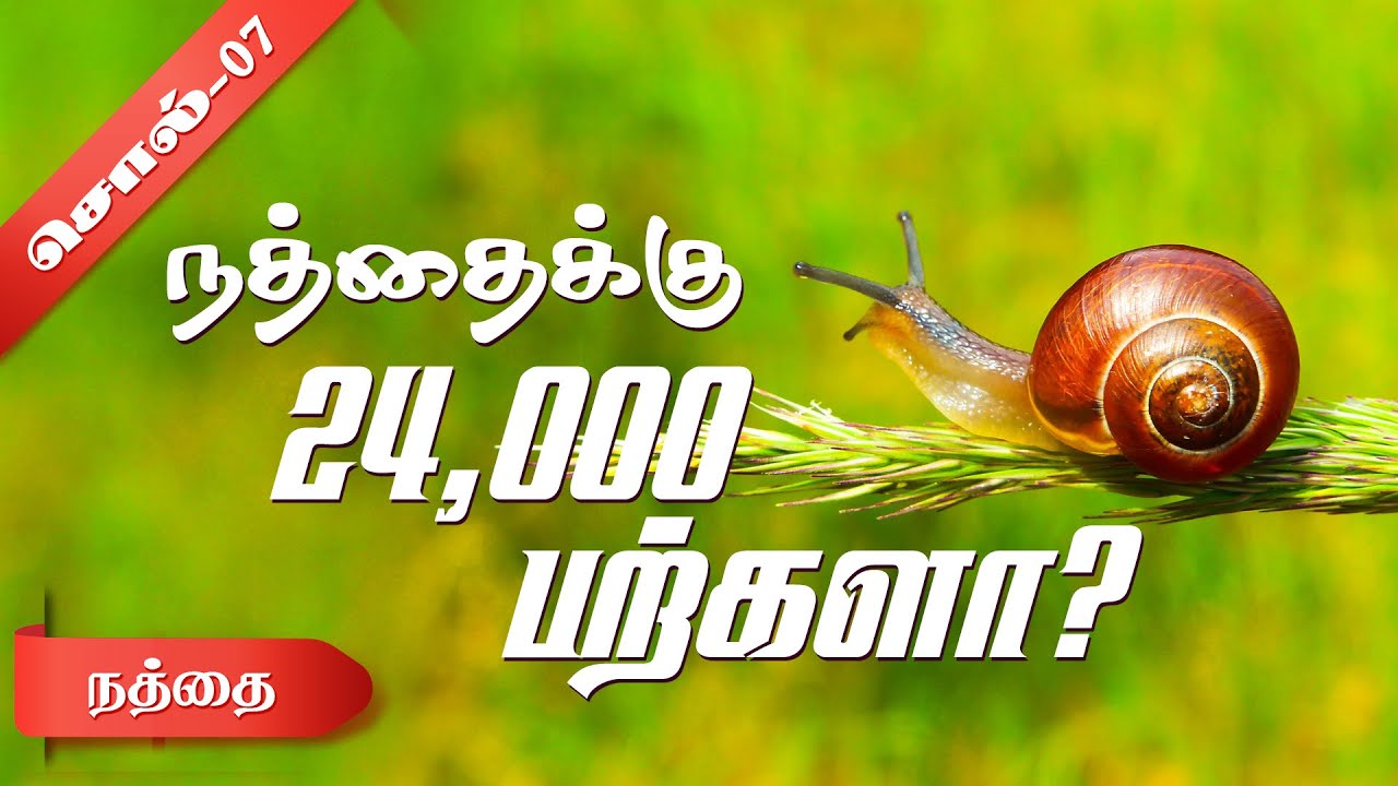 நத்தை என்ற சொல்லின் வேர்ச்சொல் - பொருள் | NATHTHAI (SNAIL) - YouTube
