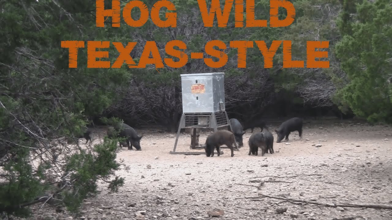 Texas Wild Hog Hunting and Compound Bow Fundamentals | Hunting TV Show ...