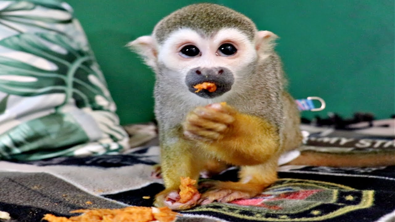 Monkey Ollie Eating Tiny Thanksgiving Sweet Potato Pie #monkey # ...
