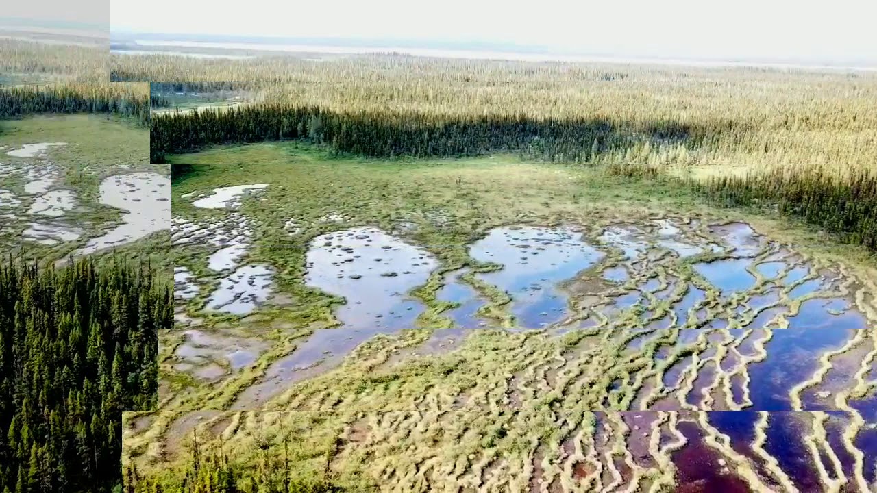Labrador String Bog - YouTube