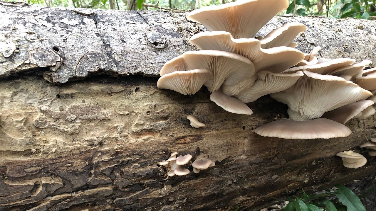 Dem Roots Music 07/31/2022 Old Galveston club, Galveston TX - YouTube