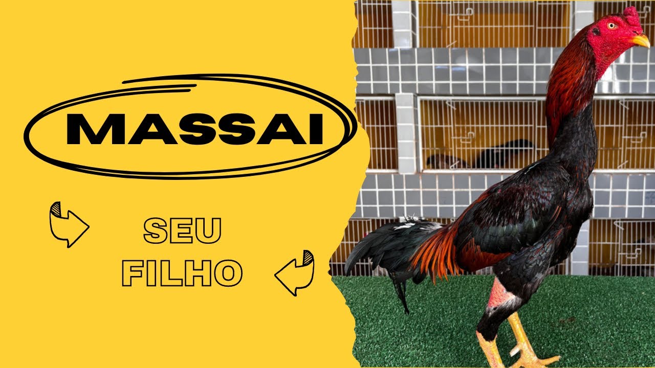 Criatório Olimpo Ed, Criação de aves da raça galo mura! - YouTube