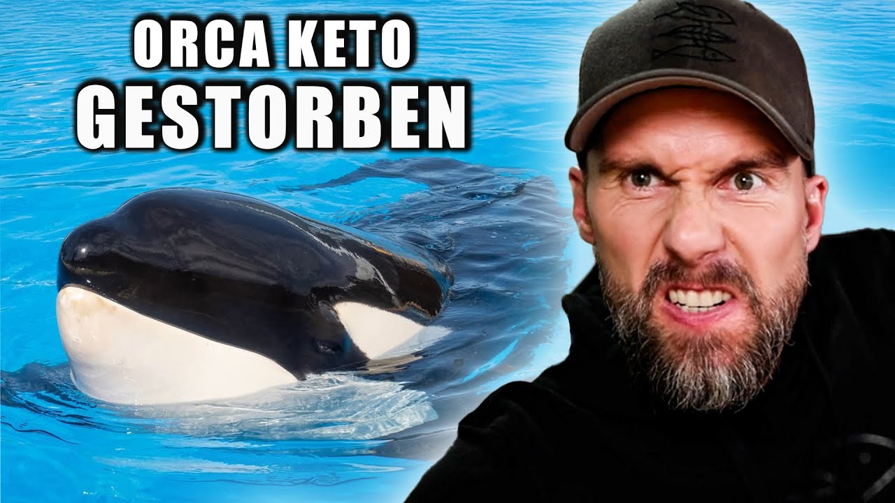 VIERTER ORCA in 3 JAHREN GESTORBEN! Reaktion auf Keto & Loro Parque ...