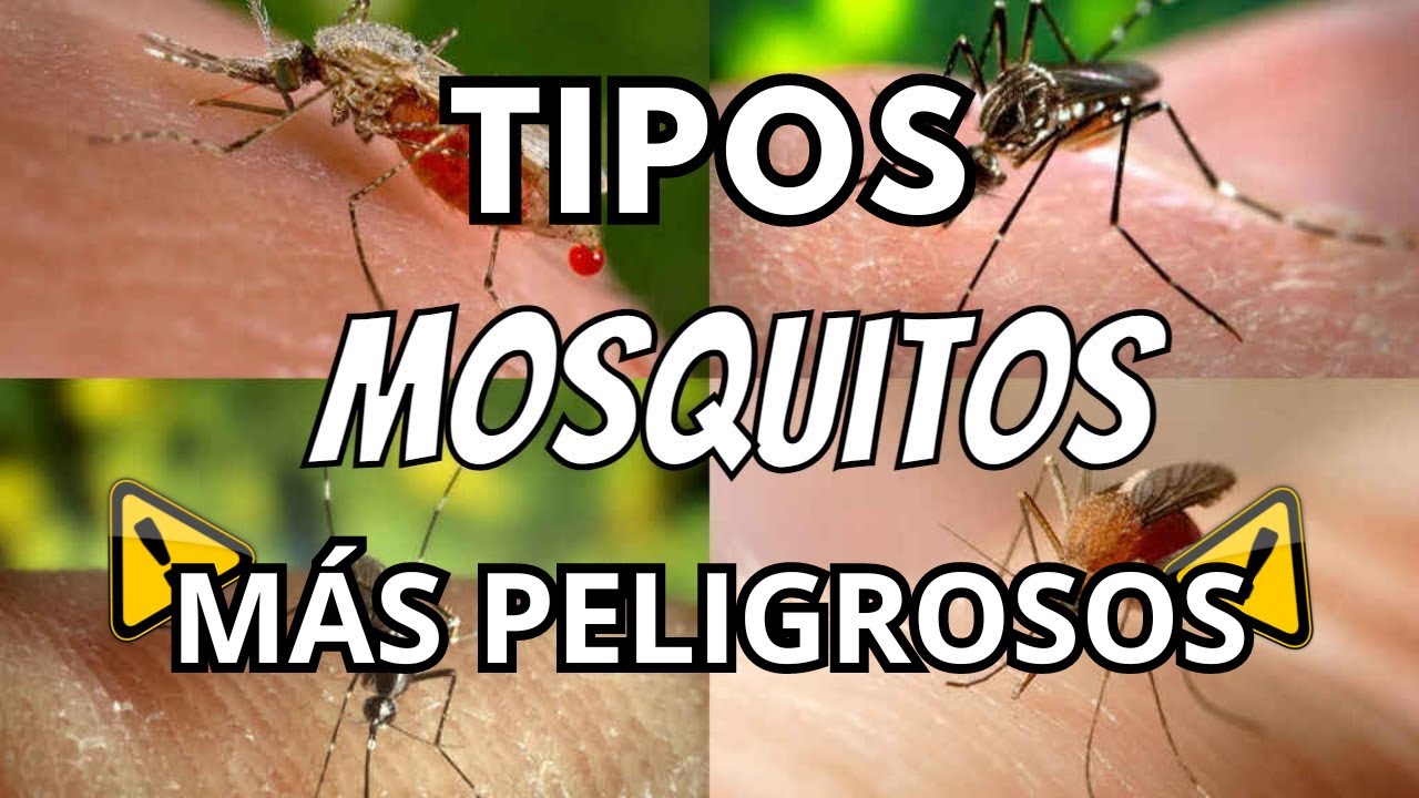 TIPOS DE MOSQUITOS | 3 TIPOS DE MOSQUITOS MÁS PELIGROSOS - YouTube