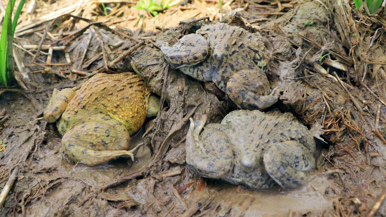 Catch Frog in Rice Field - Unexpected A Lot Of Frogs - YouTube