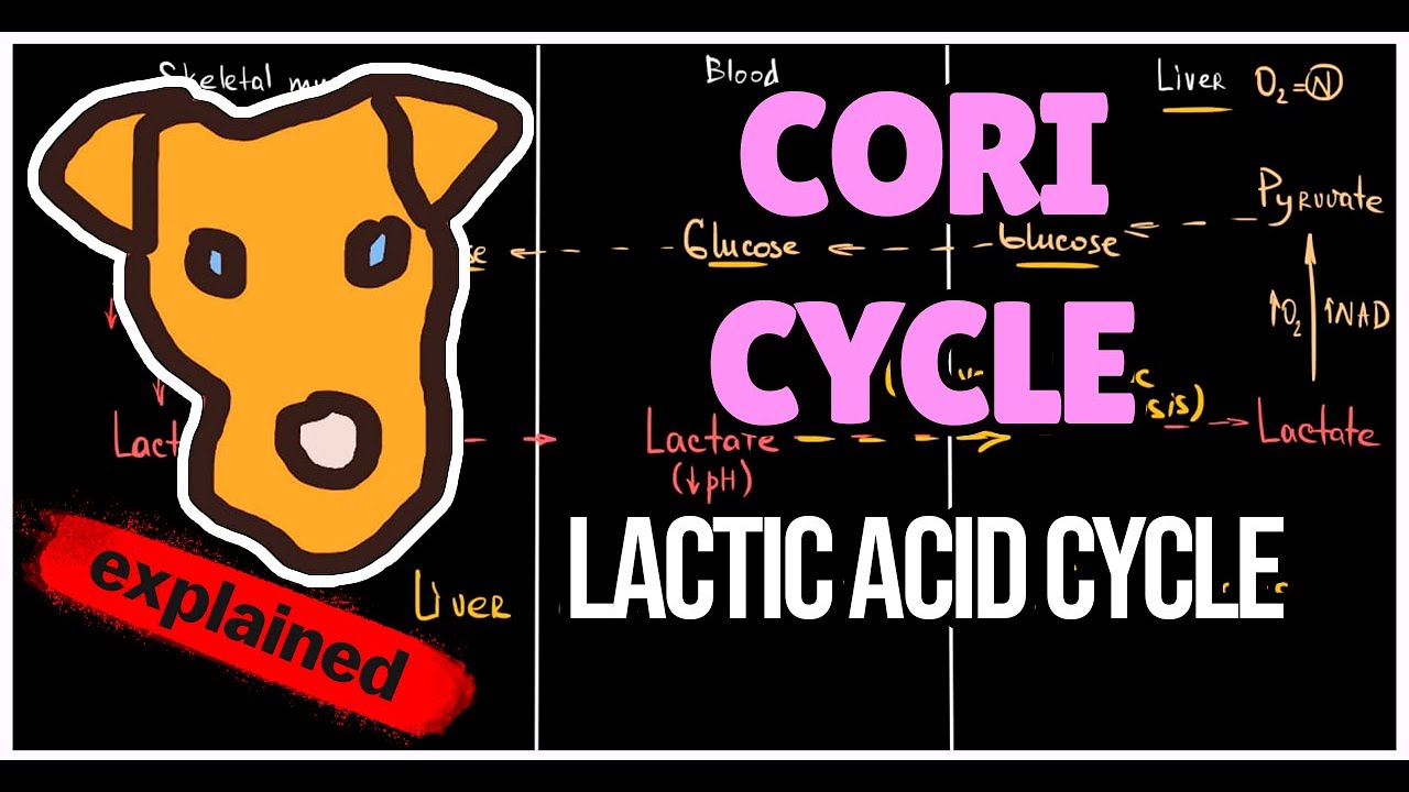 Lactate cycle (Cori cycle). LDH function. The logic of Lactic acid ...