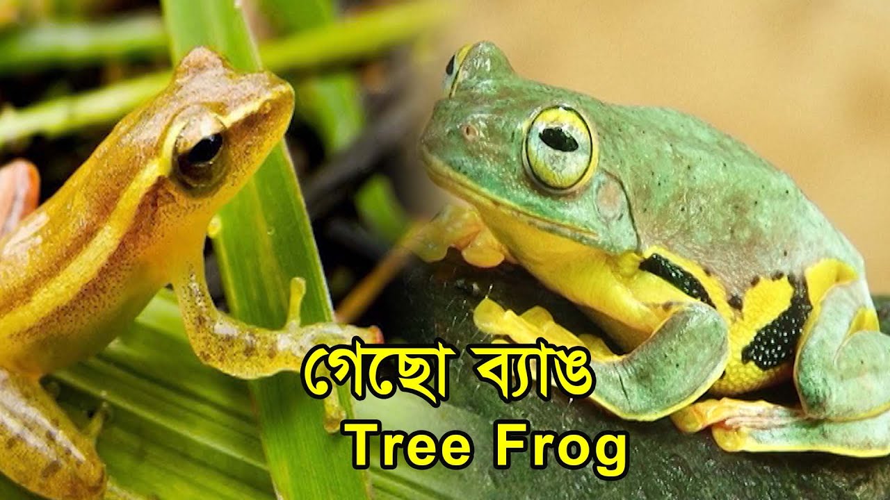 গেছো ব্যাঙ। Tree Frog। ***The largest group of Amphibians*** - YouTube
