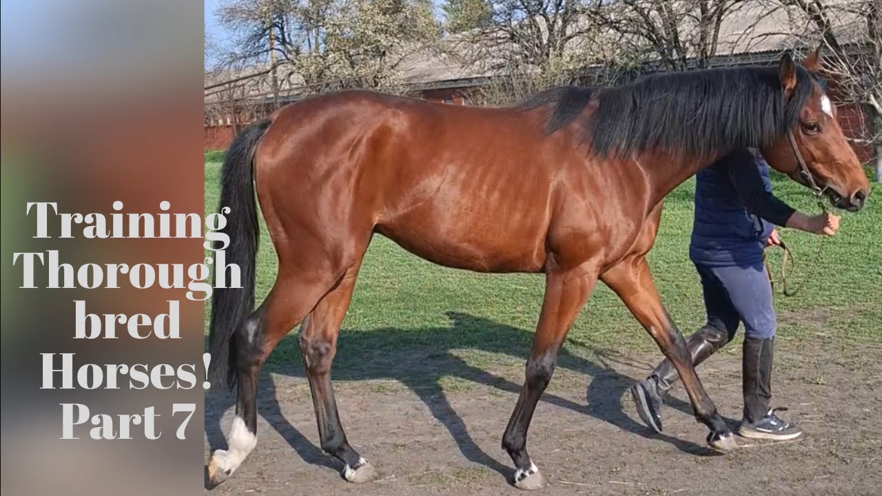 Training Thoroughbred Horses! Part 7 - YouTube