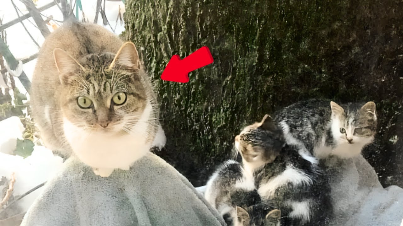 Stray Cat Brings Her Kittens to a Kind Woman to Save Them From the Cold ...
