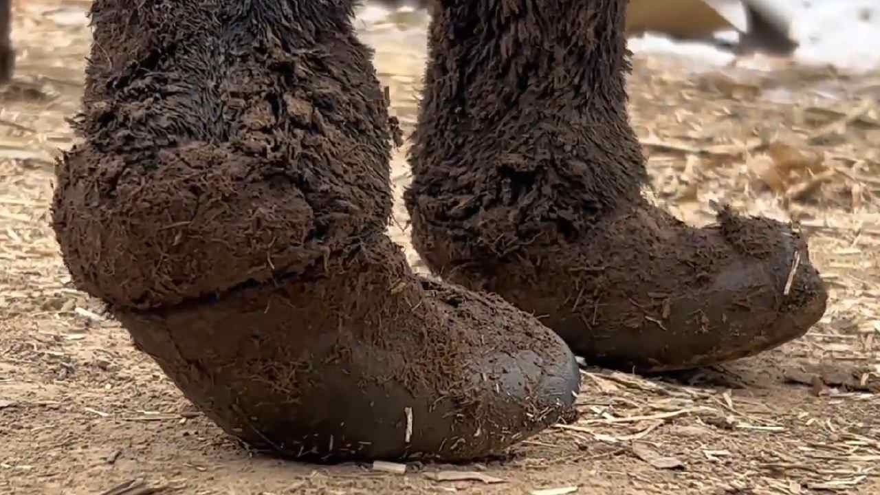 Trimming donkey hoofs is so relaxing丨ASMR丨Donkey hoof cutting sound ...