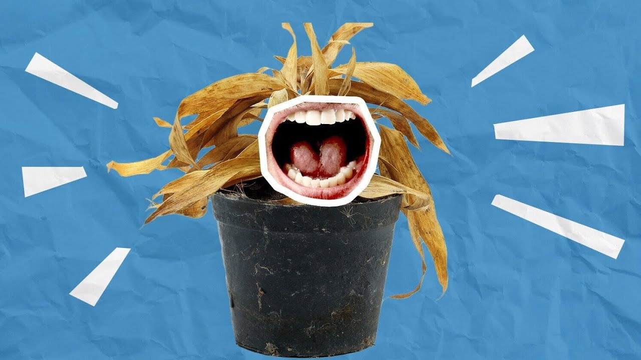 Screaming of plants ☘️ - YouTube