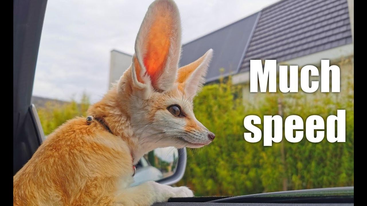 Fox on his First Car Ride - Cute and Funny - YouTube