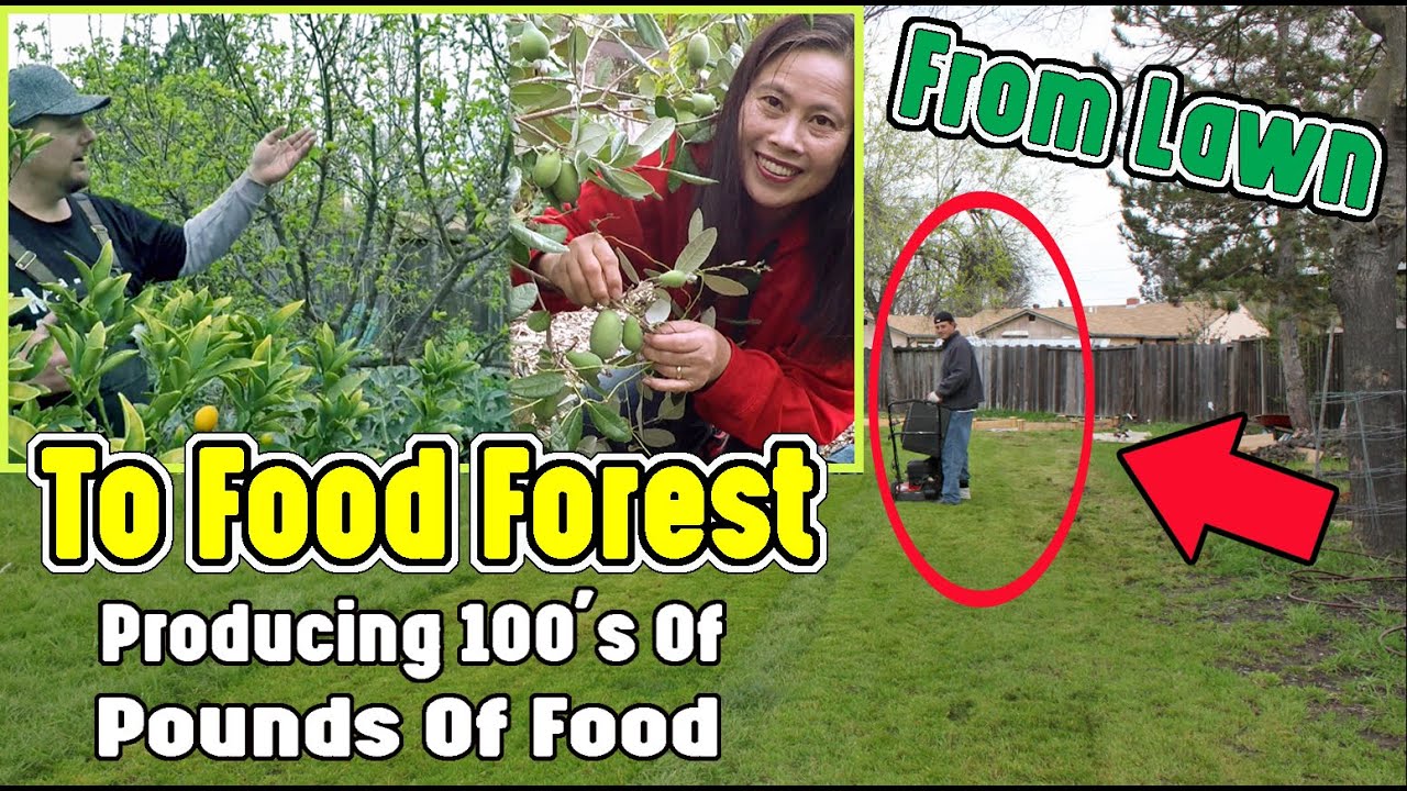 Couple Converts Boring Backyard Lawn Into A Food Forest Garden That ...