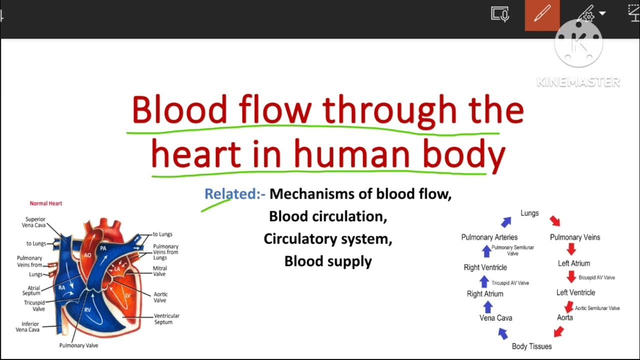 Mechanism Of Blood Flow Through The Human Heart ||HAP 1|Blood flow ...
