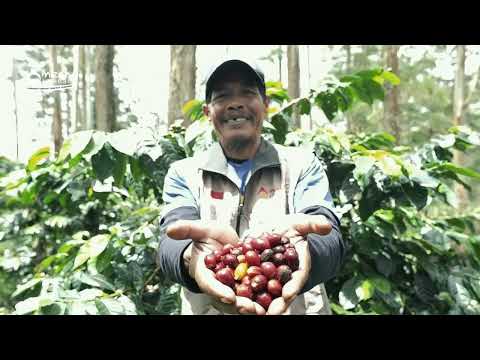 Zakat yang Menguatkan Petani Kopi di Pangalengan | Mizan Amanah