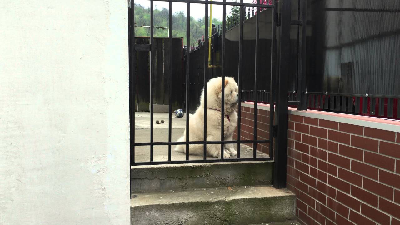 Angry Chow Chow in 4K - YouTube