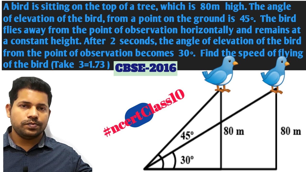 A bird is sitting on the top of tree 80m high angle of elevation of ...